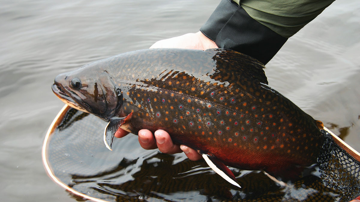 Gallery - Réserve Beauchêne